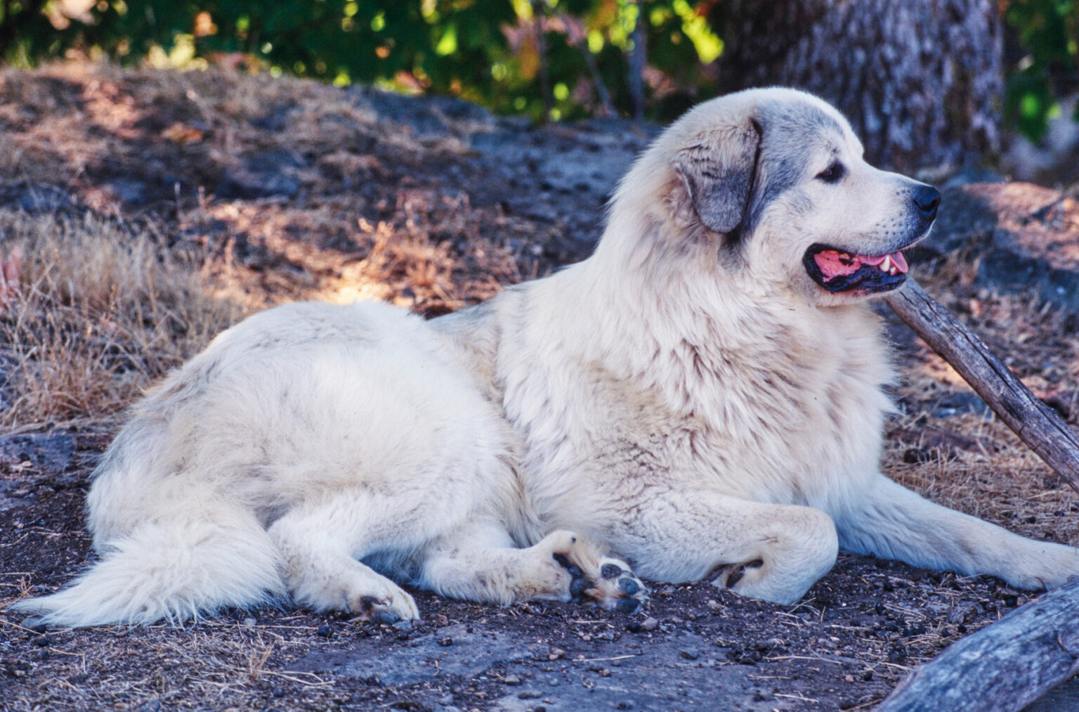 Livestock Guardian Dog Breeds: A Comparison - Goat Journal